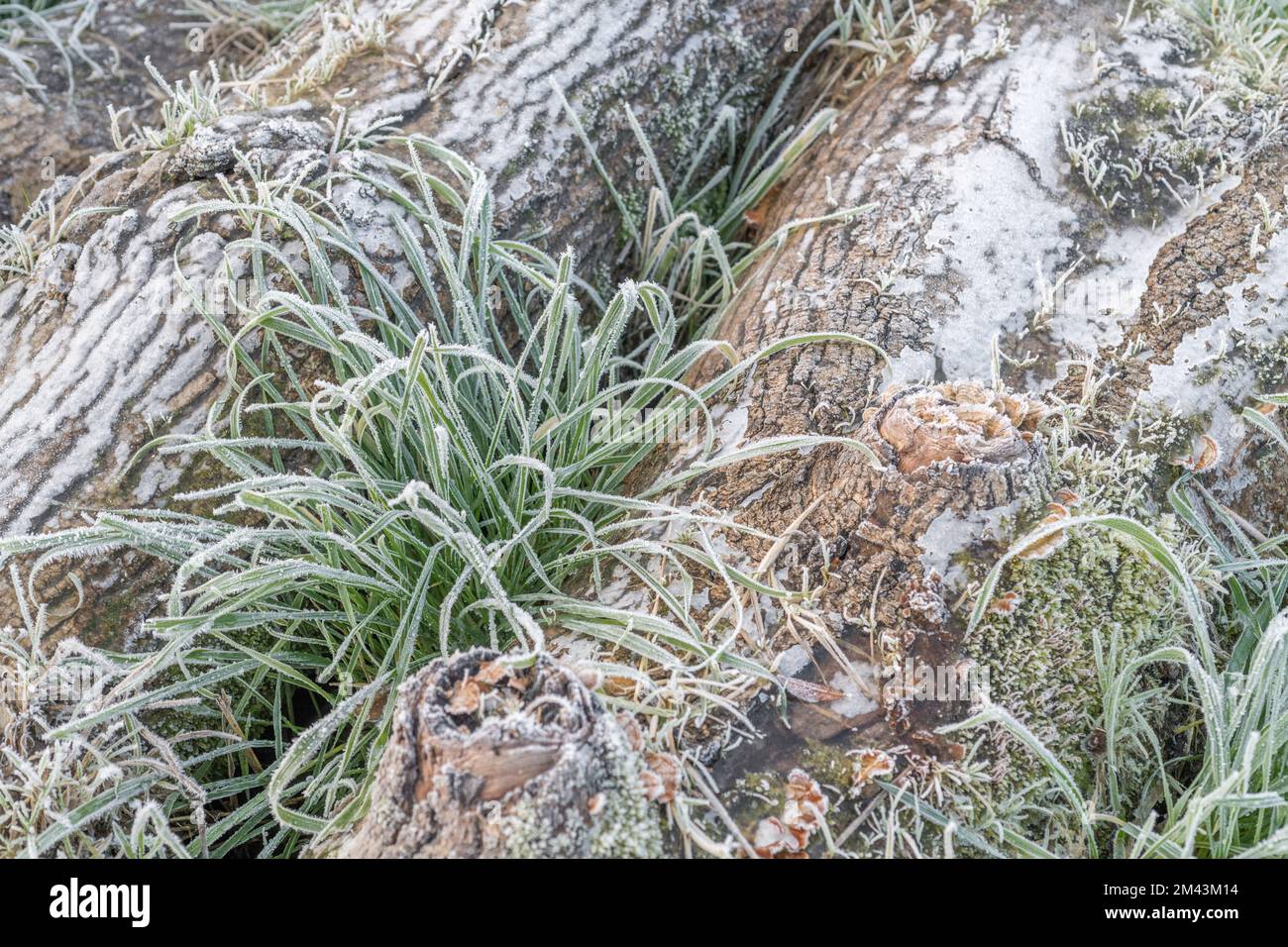 Frozen frost-covered grass and decaying logs with early shoots of ...