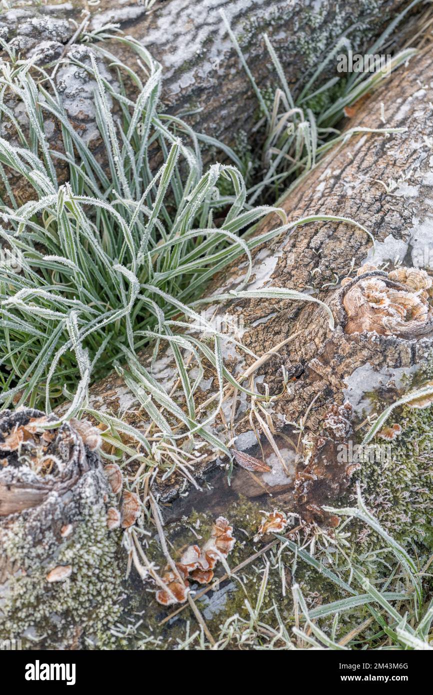 Frozen frost-covered grass and decaying logs with early shoots of ...