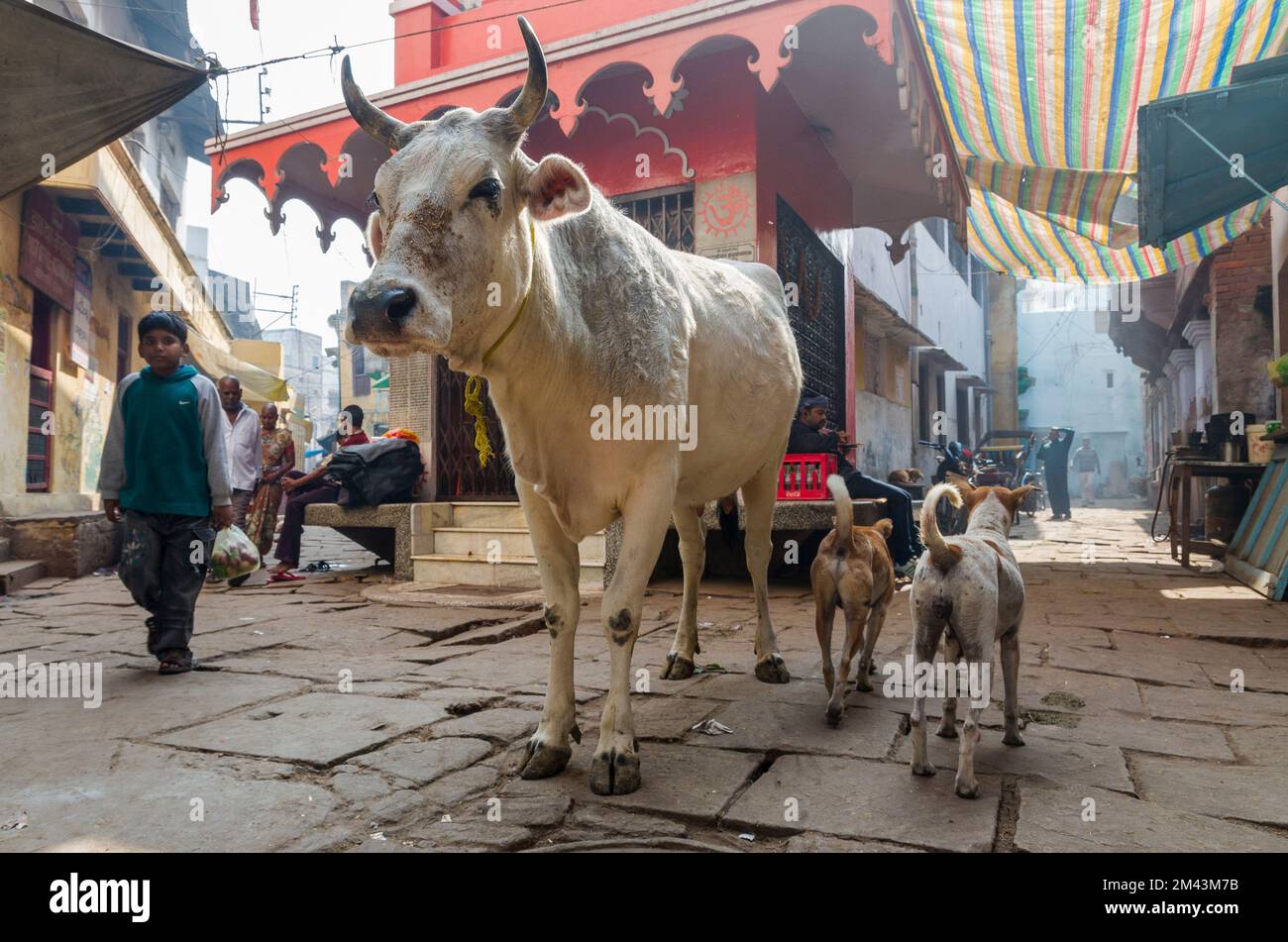 Holy cows still have their home in the streets Stock Photo - Alamy