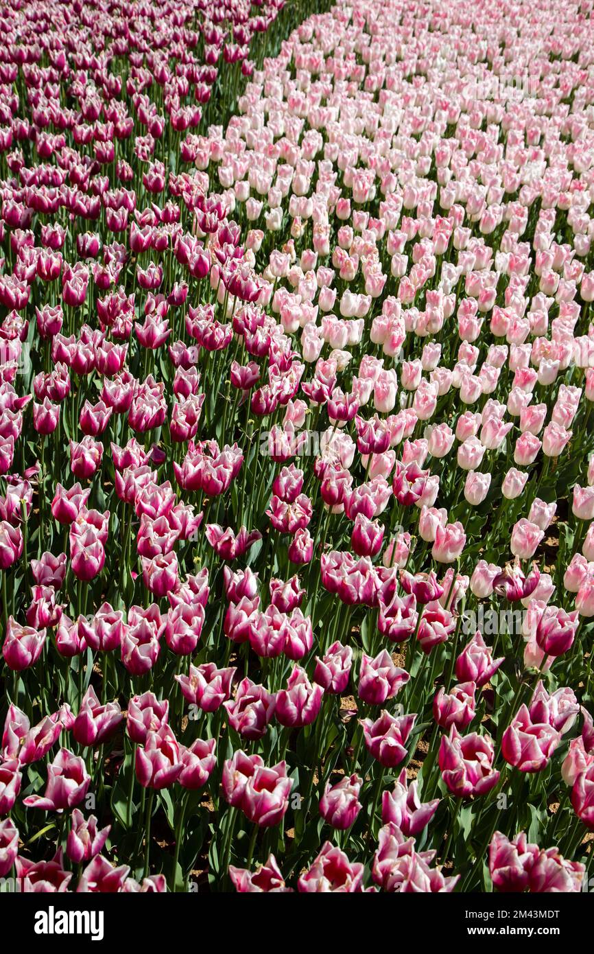 View of the pink tulip garden Stock Photo - Alamy