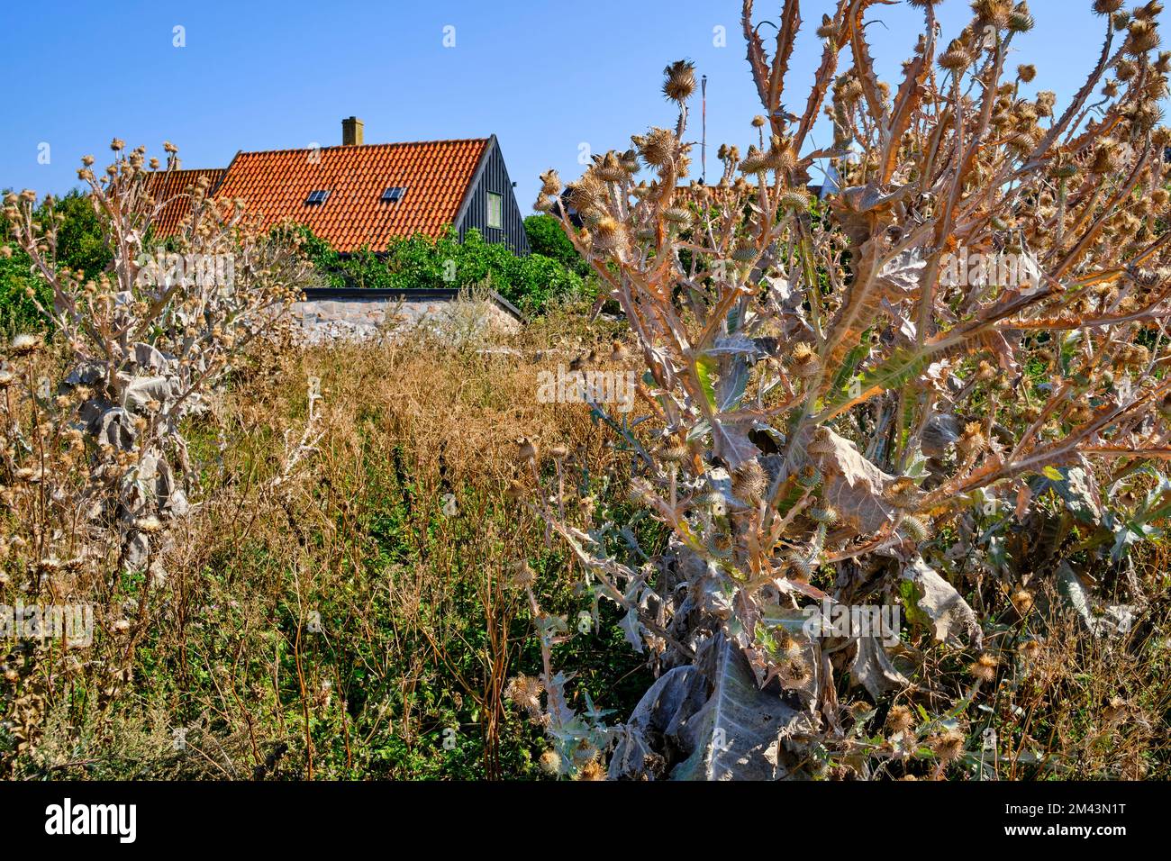 Out and about on the Ertholmen islands, wildly sprawling vegetation and ...