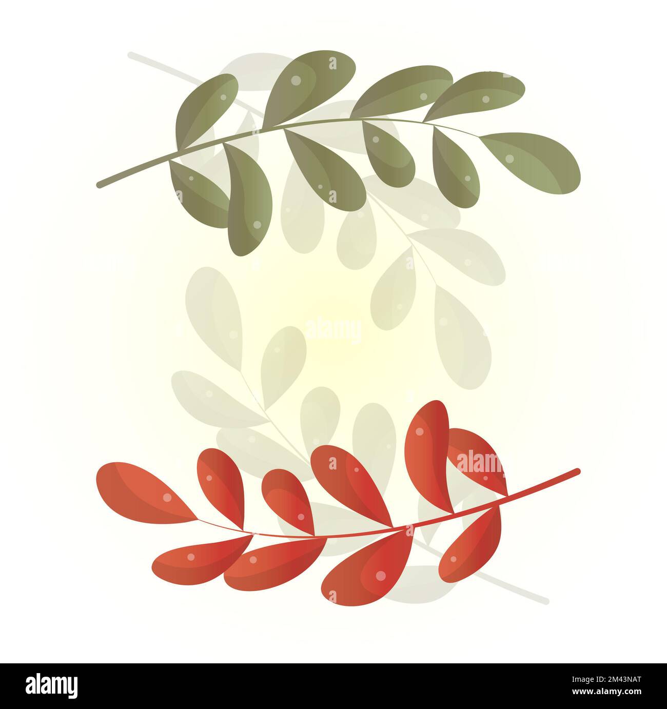 Big set of cute leaves from different kind of trees isolated on white ...