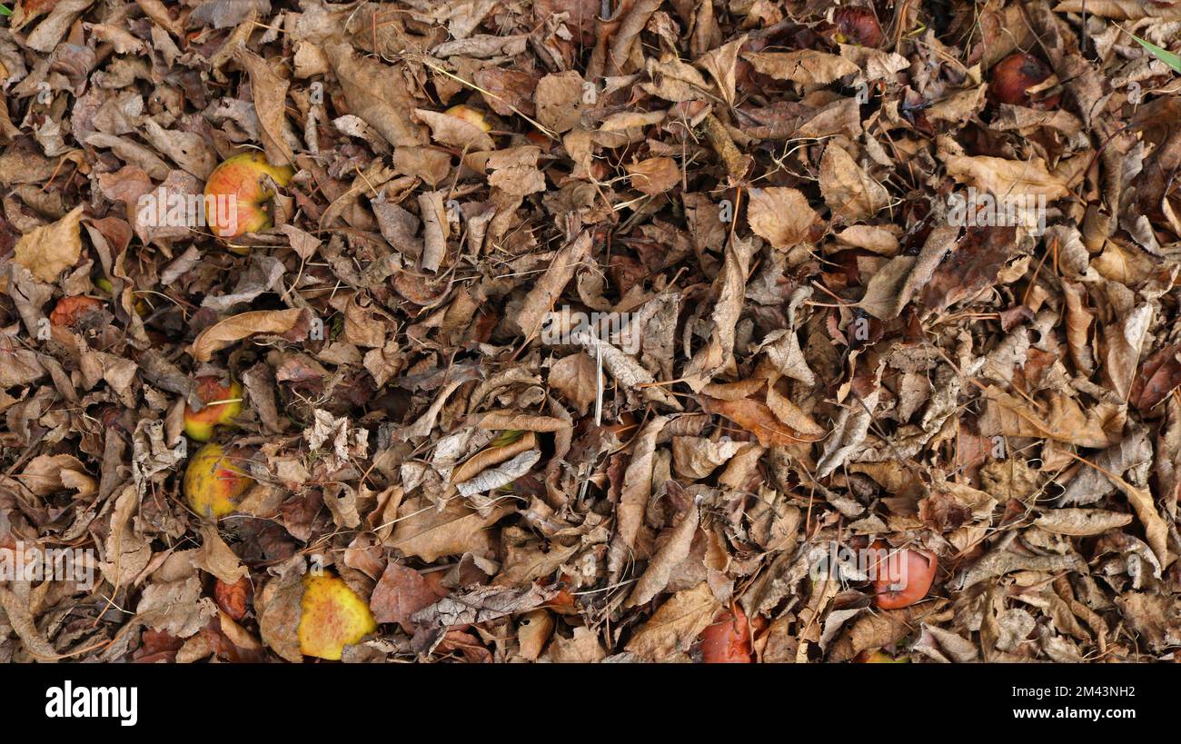 fallen rotting apples among dry withered foliage as a natural ...
