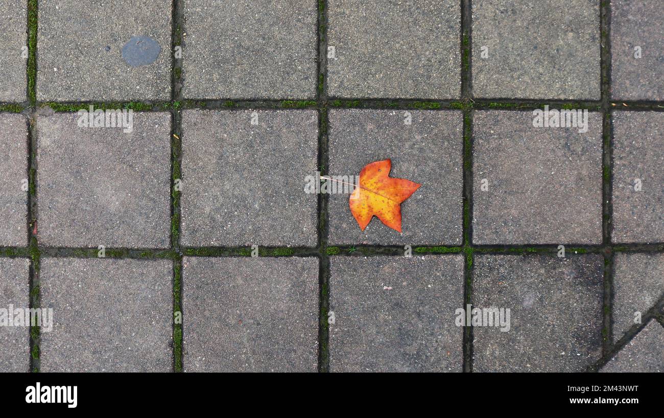 a lone bright orange maple leaf lying on a textured tiled gray pavement ...