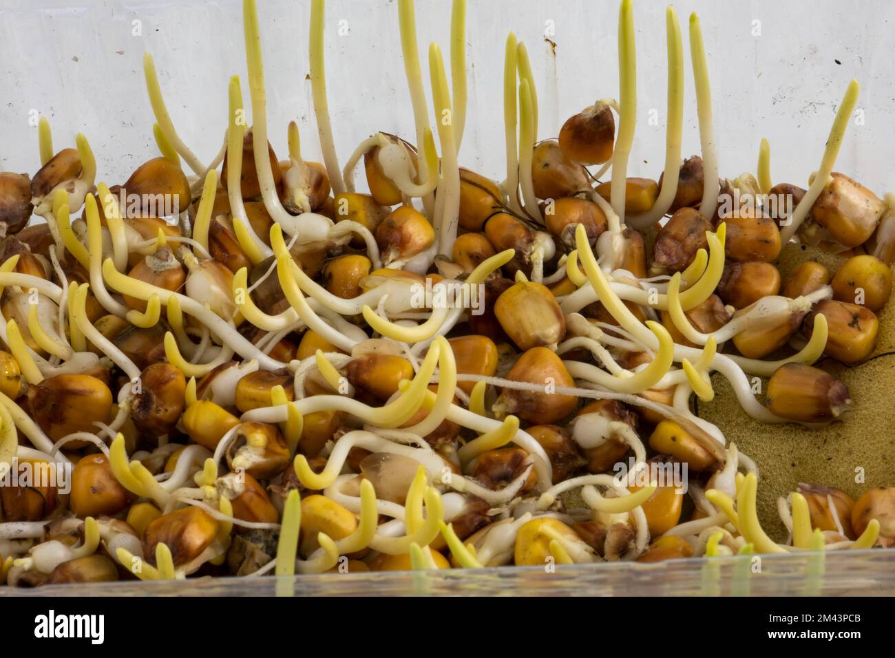 Corn seed germinating hi-res stock photography and images - Alamy