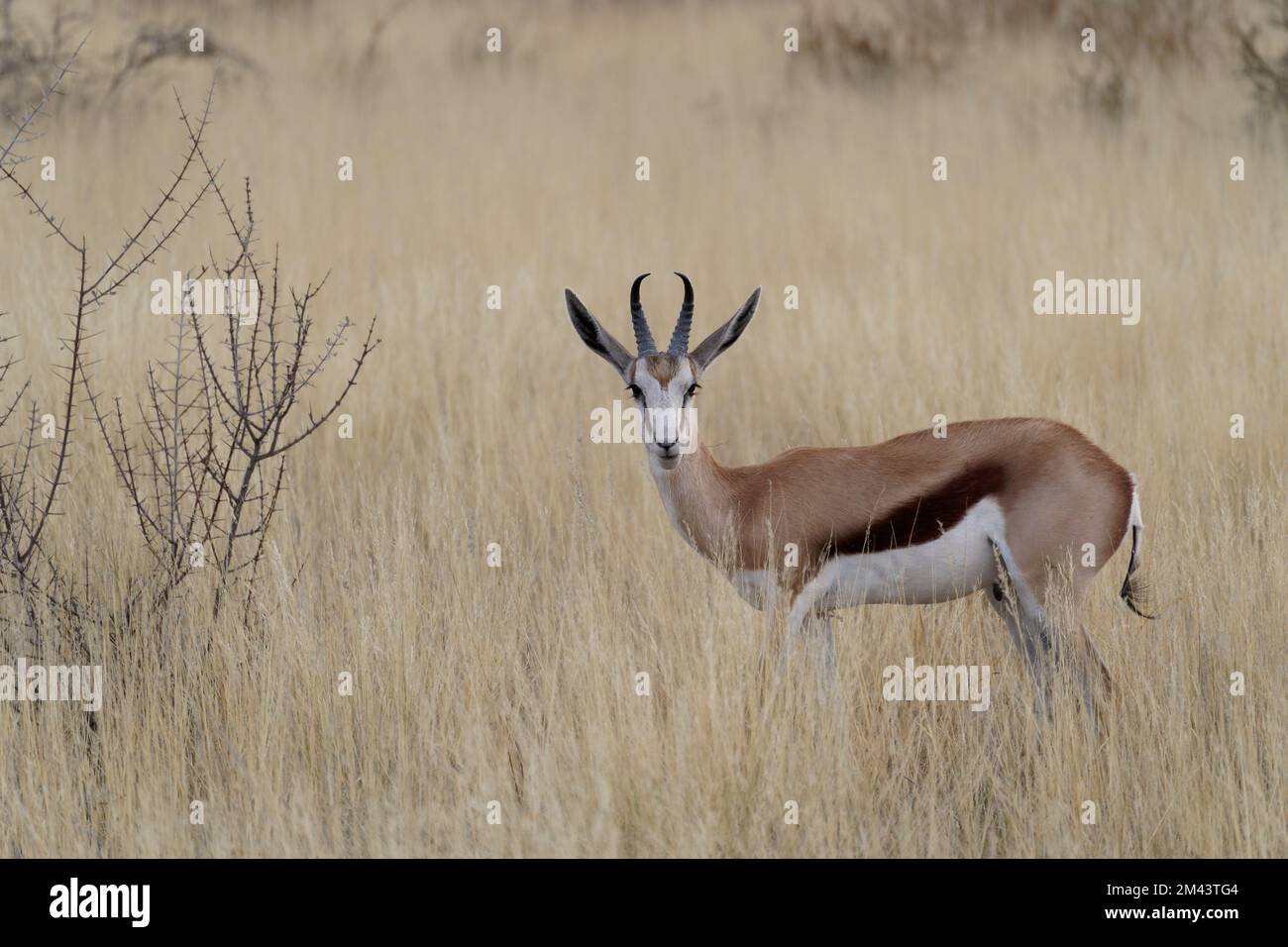 Springbok in Kalahari Stock Photo - Alamy