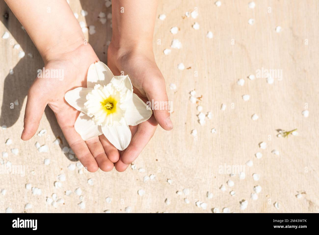 child hands with flower, narcissus Stock Photo - Alamy