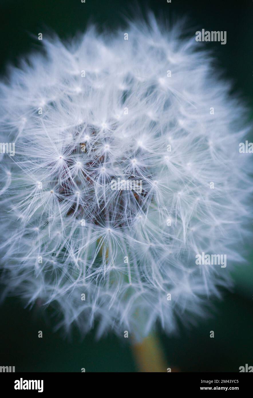 A closea up of a dandelion flower Stock Photo - Alamy