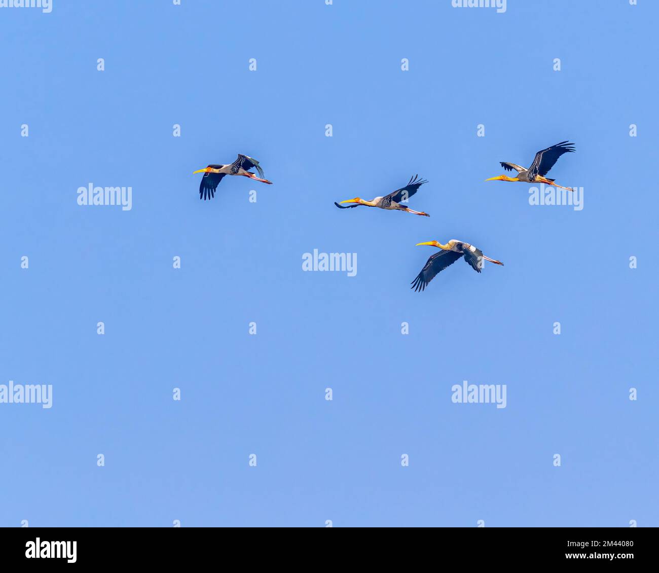 Group yellow billed storks hi-res stock photography and images - Alamy