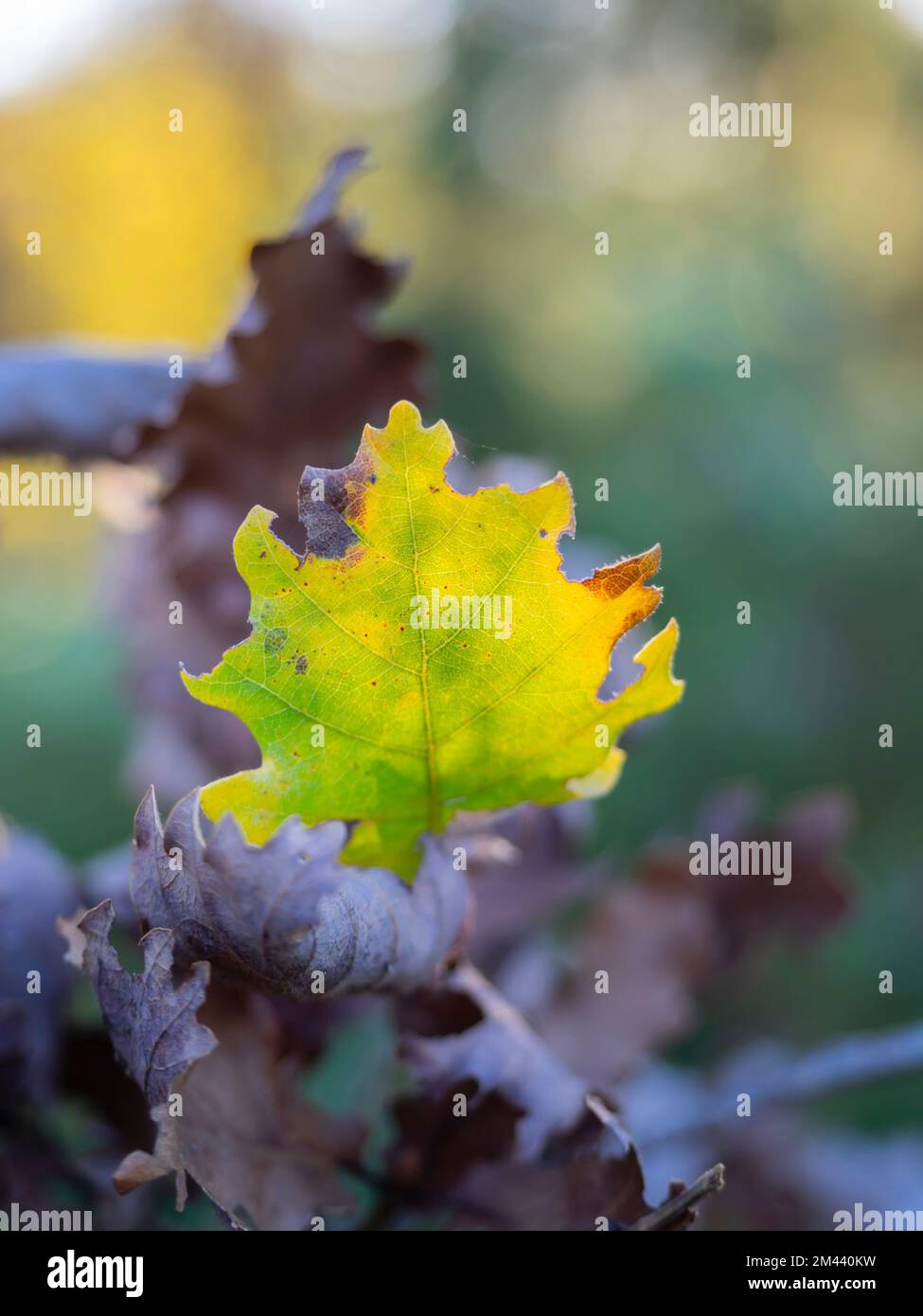 Beauty of nature Stock Photo - Alamy