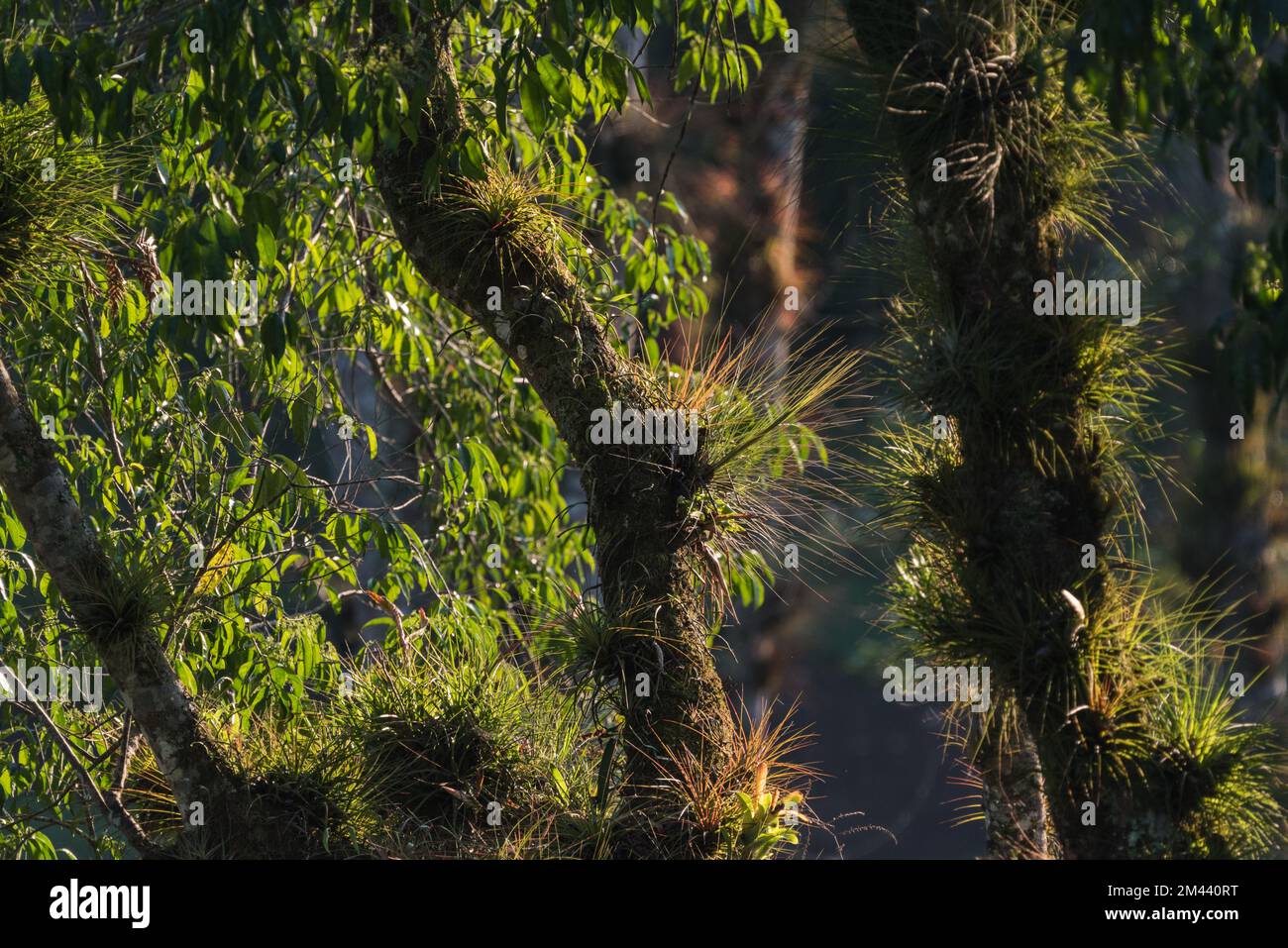 Epiphytes on tree hi-res stock photography and images - Alamy