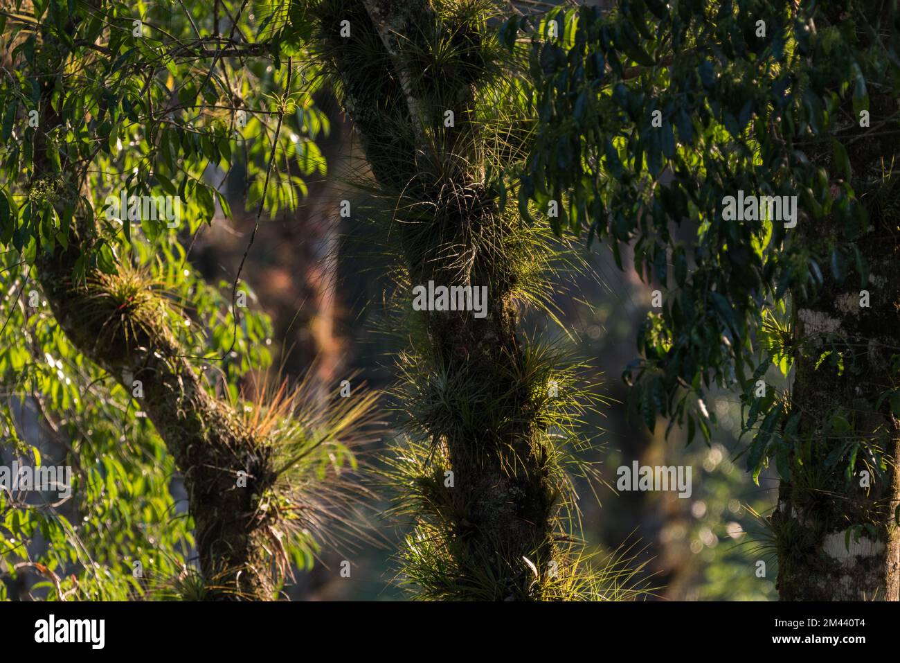 Epiphytes on tree hi-res stock photography and images - Alamy