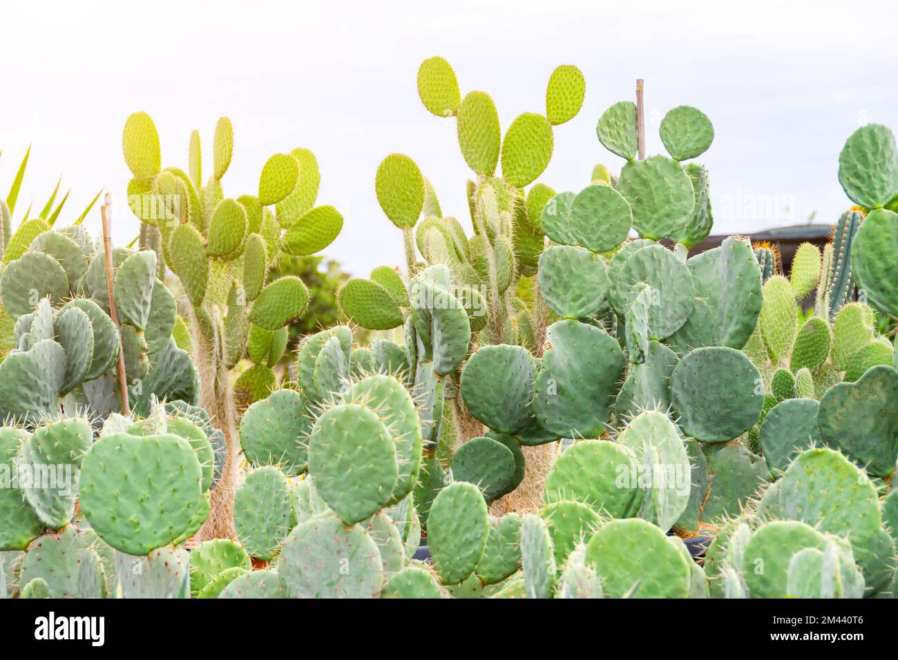 Large bush shaped different types opuntia plants in large grown garden ...