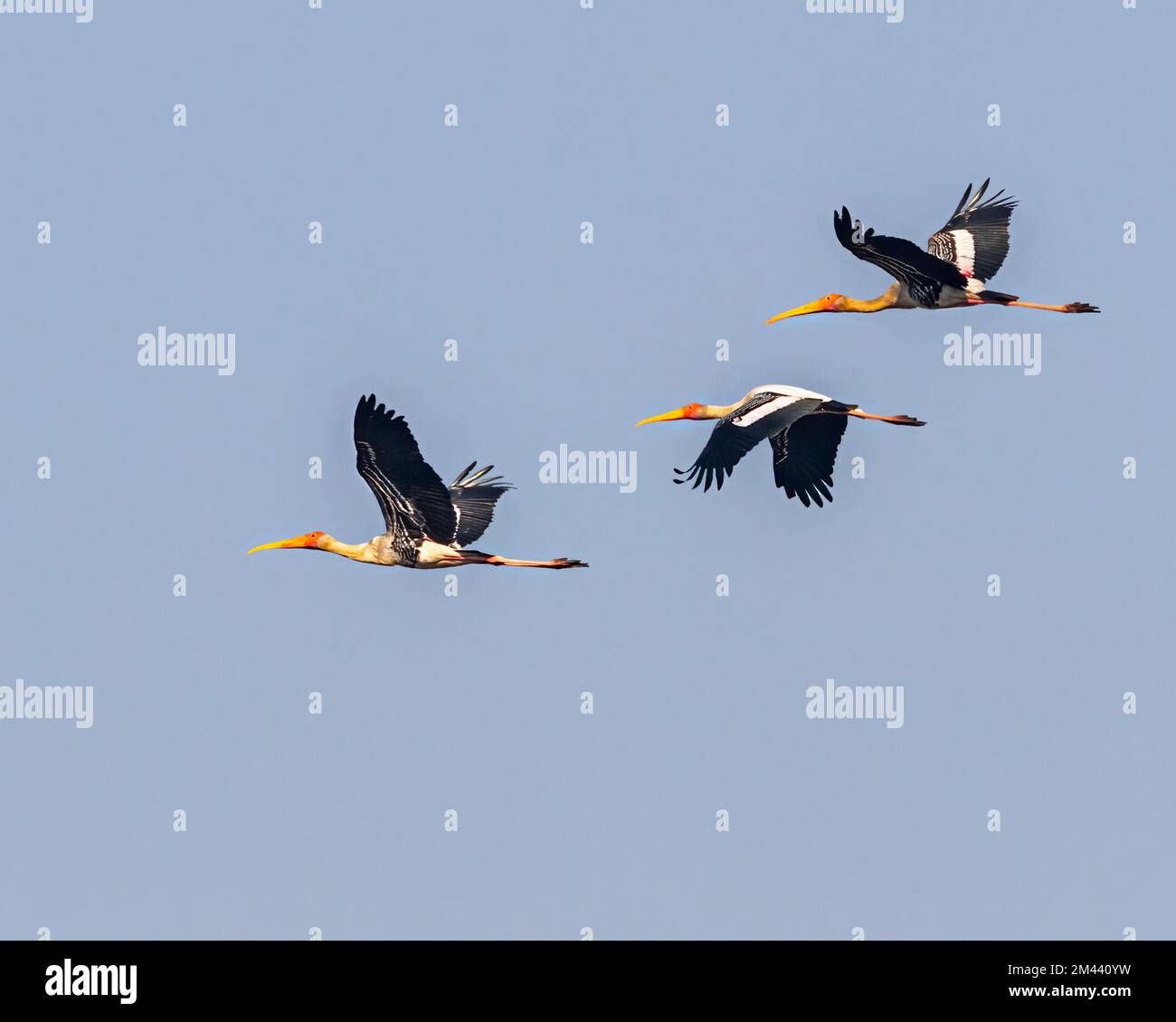 Three yellow billed storks hi-res stock photography and images - Alamy