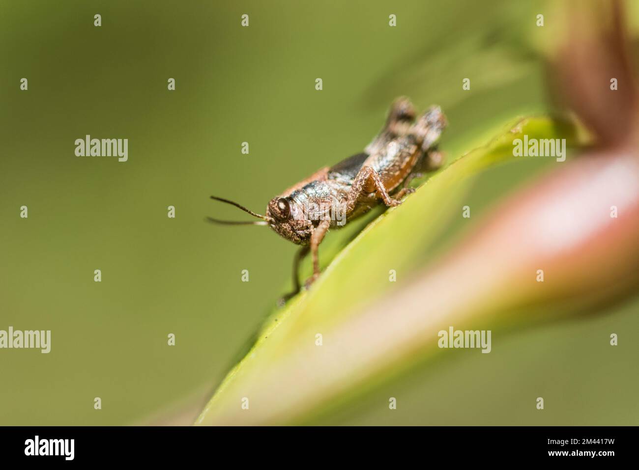 Orthoptera hi-res stock photography and images - Alamy
