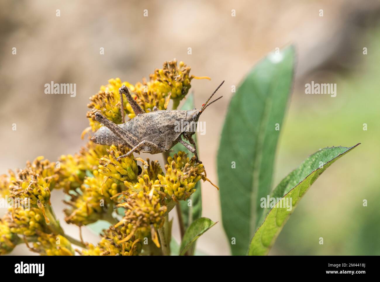 Unidentified Mexican Orthoptera Stock Photo - Alamy