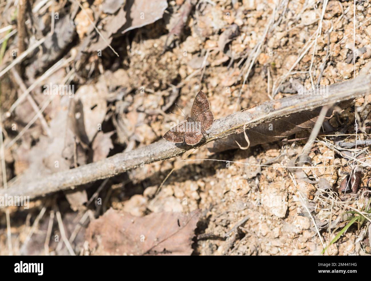 A Scintillant Metalmark (Calephelis sp) from near Oaxaca, Mexico Stock ...