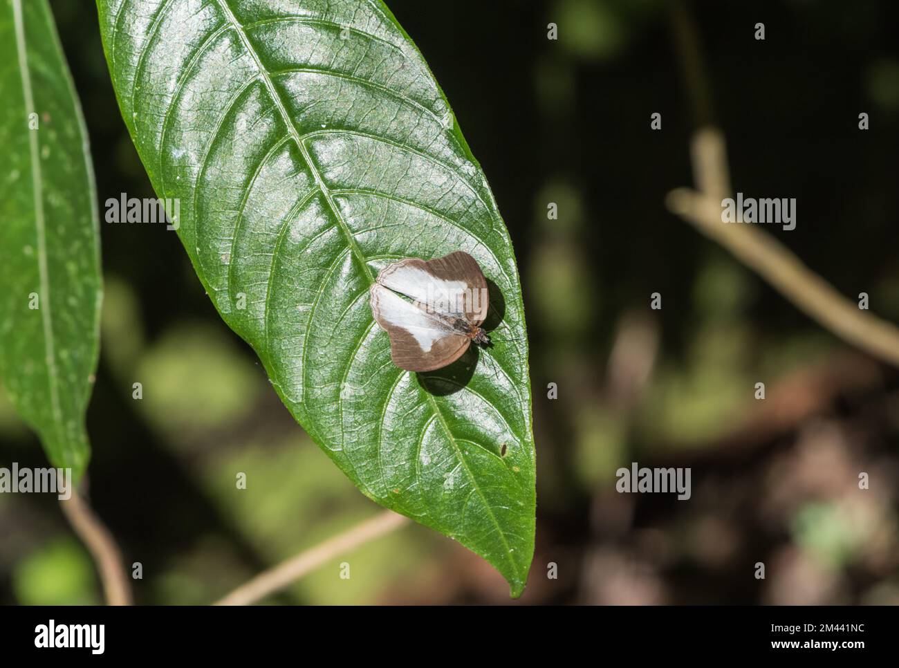 Perched White-Banded Satyr (Pareuptychia metaleuca) in Xalala Botanical ...