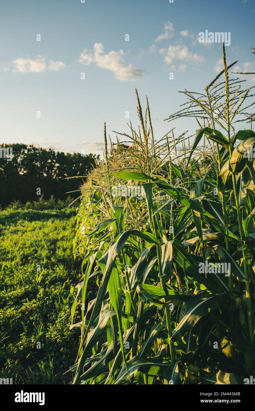 Row of sweet corn with pollen in a garden Stock Photo - Alamy