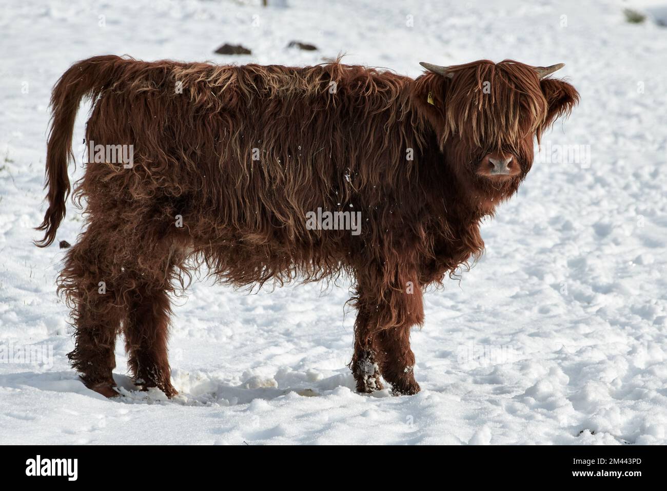 Side view of a brown Highland cow calf standing in snow Stock Photo - Alamy