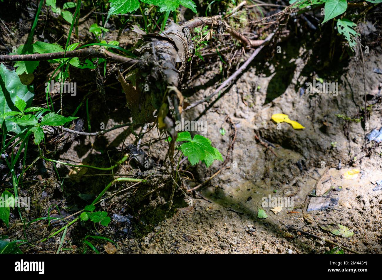 Native American Indian bird point arrowhead in creek bed Stock Photo ...