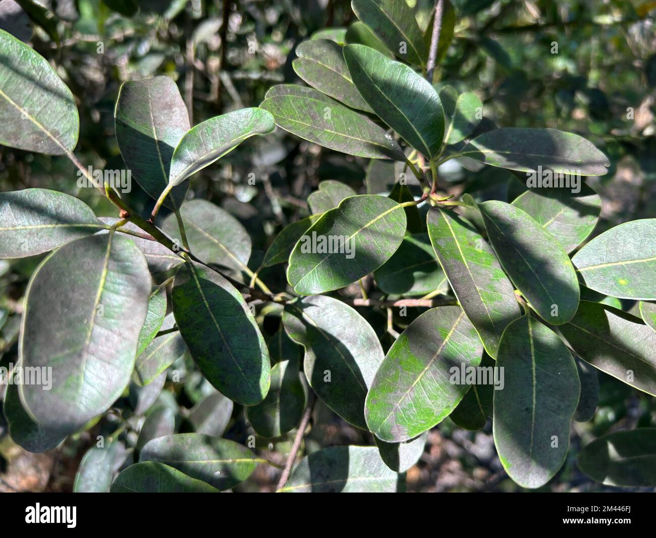 Sideroxylon hi-res stock photography and images - Alamy