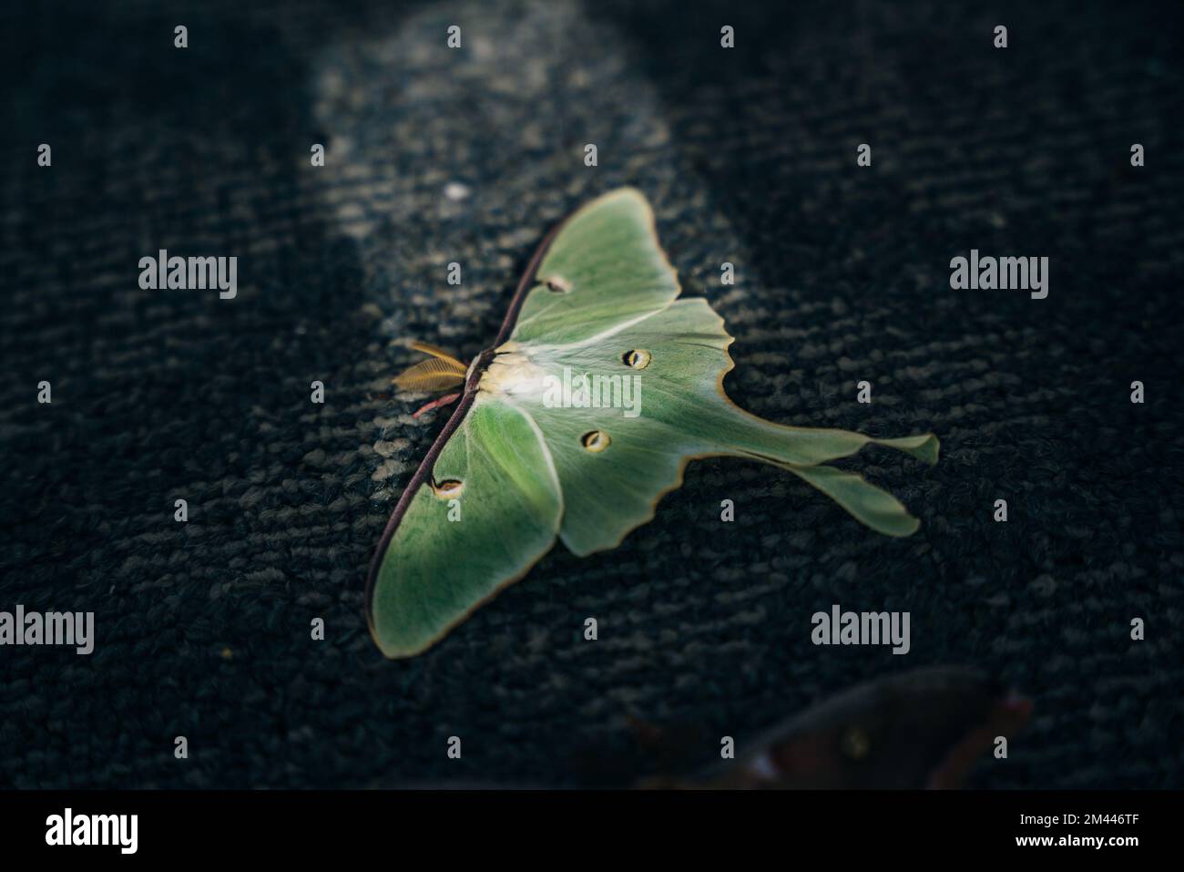 Velvet wing texture hi-res stock photography and images - Alamy