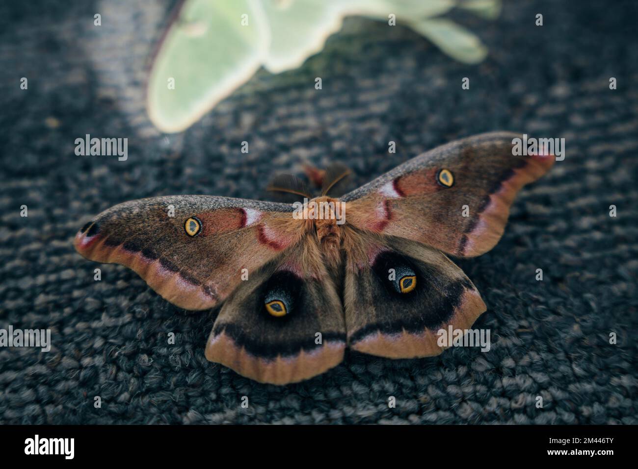 Velvet wing texture hi-res stock photography and images - Alamy