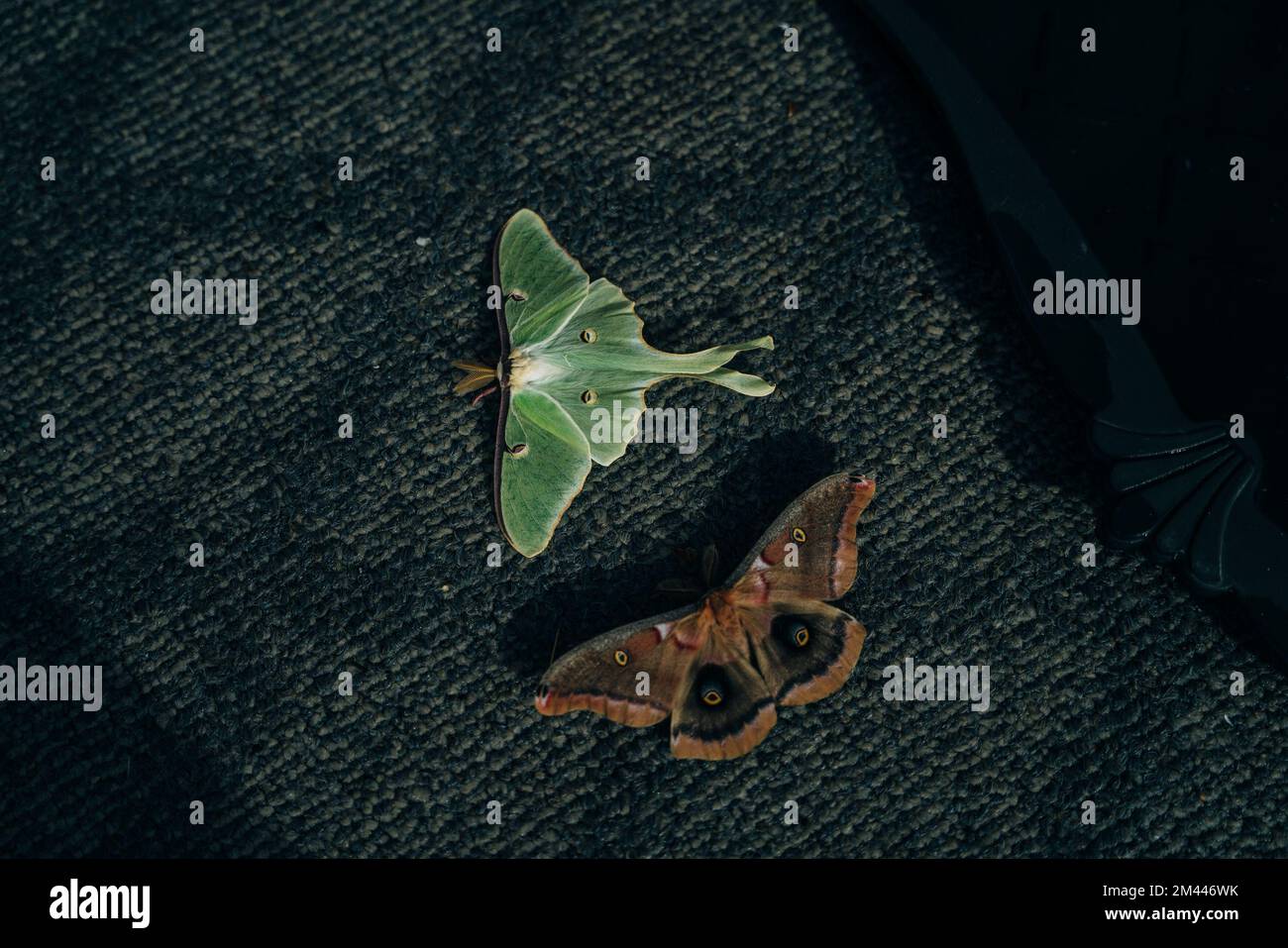Indiana moth hi-res stock photography and images - Alamy