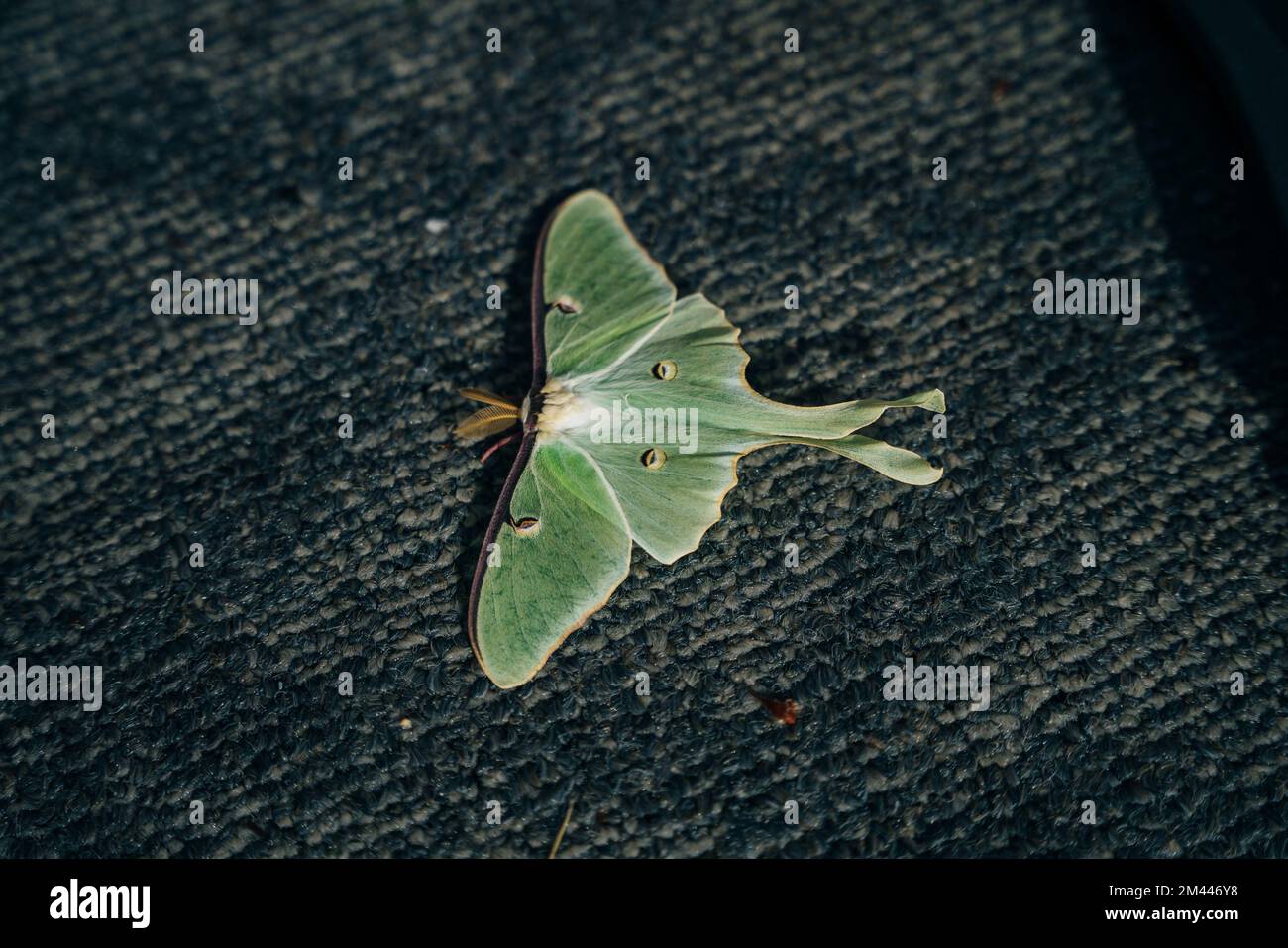 Luna Green Velvet Moth. High quality photo Stock Photo - Alamy