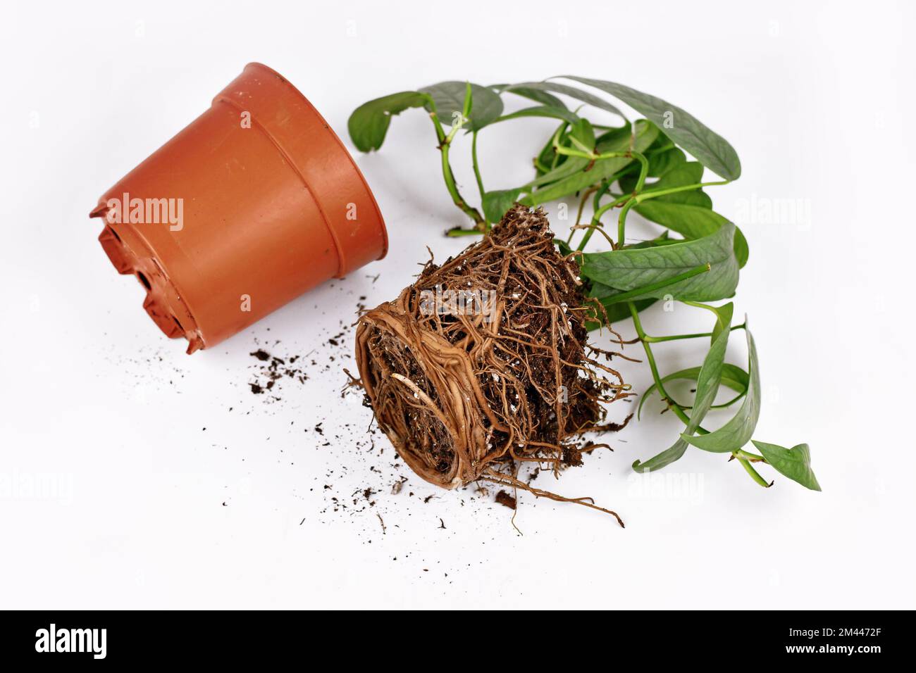 Repotting of plant showing roots in soil shaped like flower pot of ...