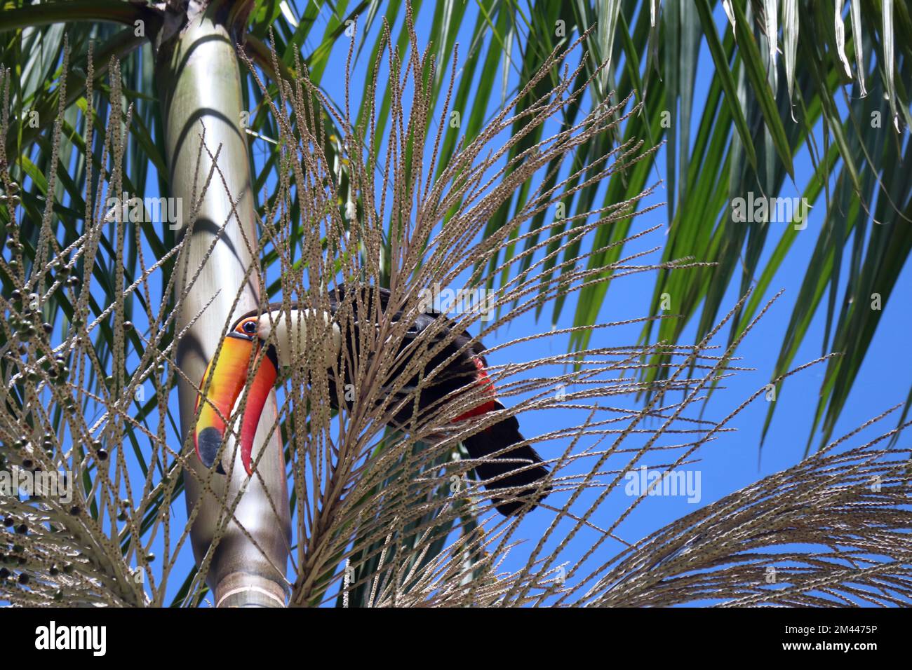 Jussara palm euterpe edulis hi-res stock photography and images - Alamy