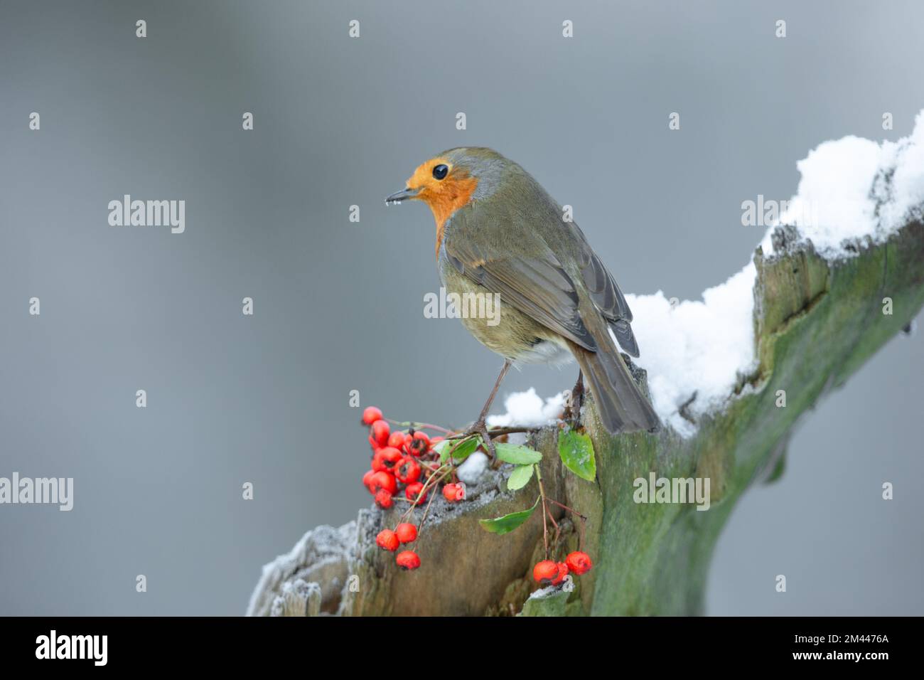 Close up of a Robin Redbreast in mid-winter, perched on a snowy log ...