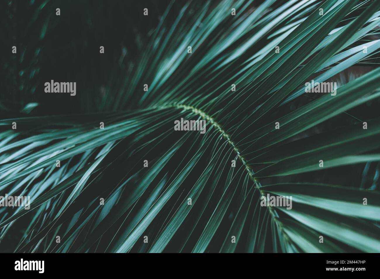 Palm branch with many leaves in moody green edit style. Palm plant ...