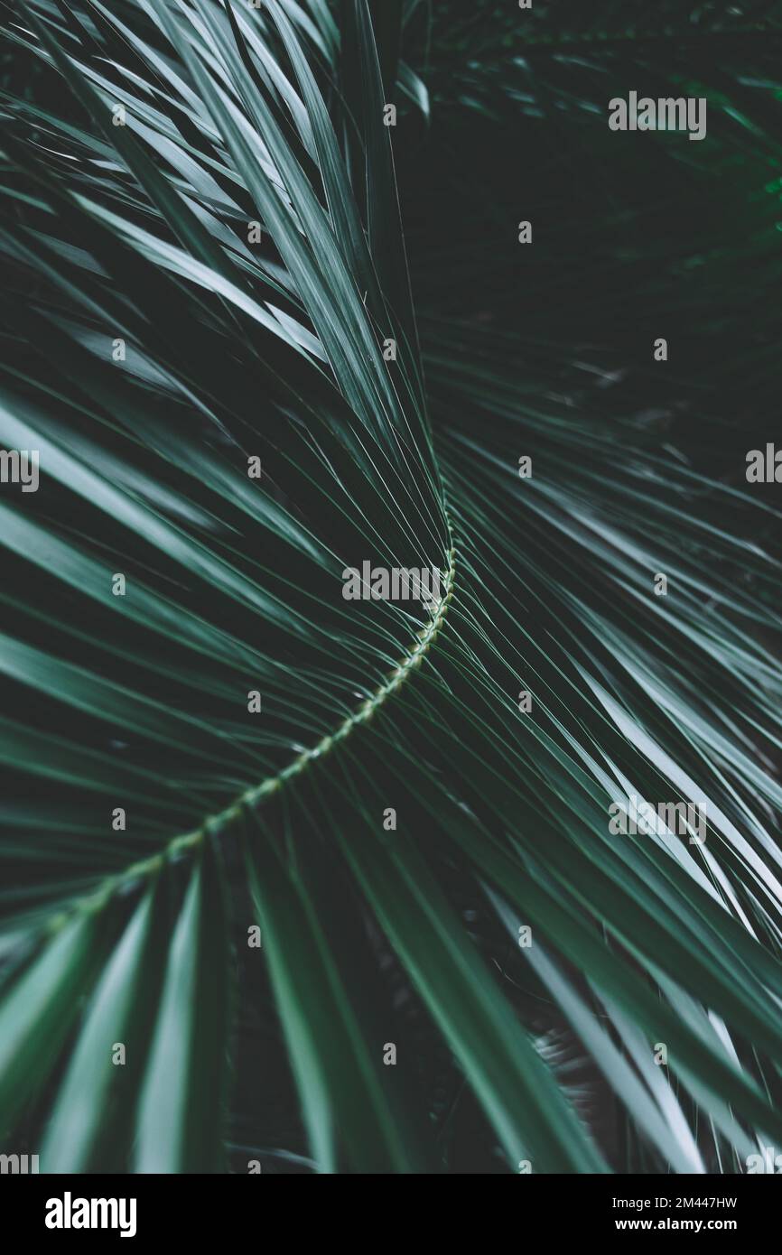 Palm branch with many leaves in moody green edit style. Palm plant ...