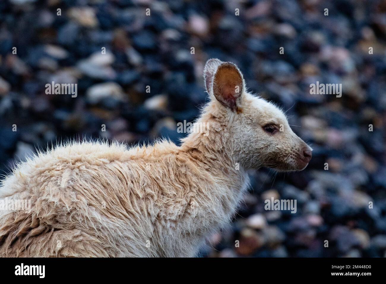 Wild, white wallaby with damp, rumpled fur after rain at Narawntapu ...