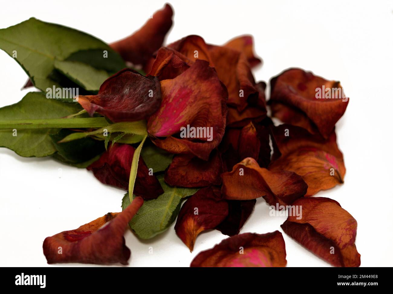 A single dried and wilted withered flower rose with petals isolated on ...