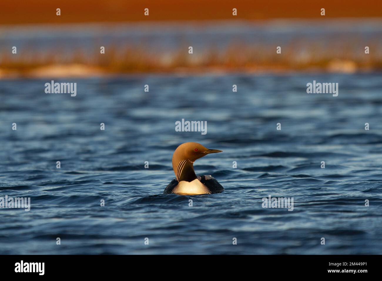 An adult Pacific Loon or Pacific Diver swimming around in an arctic ...