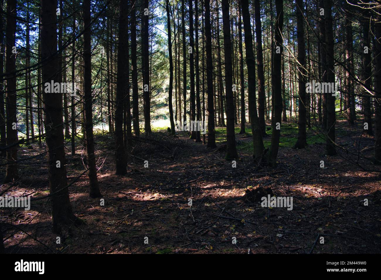 Trees making shade hi-res stock photography and images - Alamy