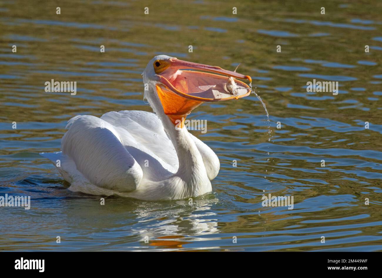 American White Pelican (Pelecanus erythrorhynchos) with a fish in bill ...