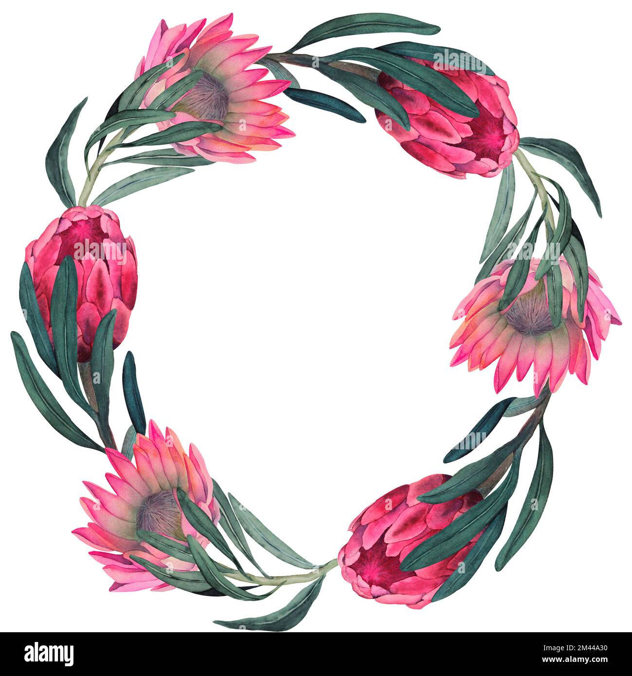 Hand painted watercolor magenta protea flowers wreath Stock Photo - Alamy