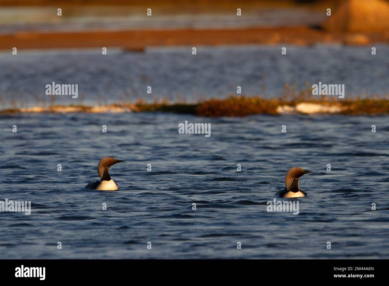 Two adult Pacific Loon or Pacific Diver swimming around in an arctic ...