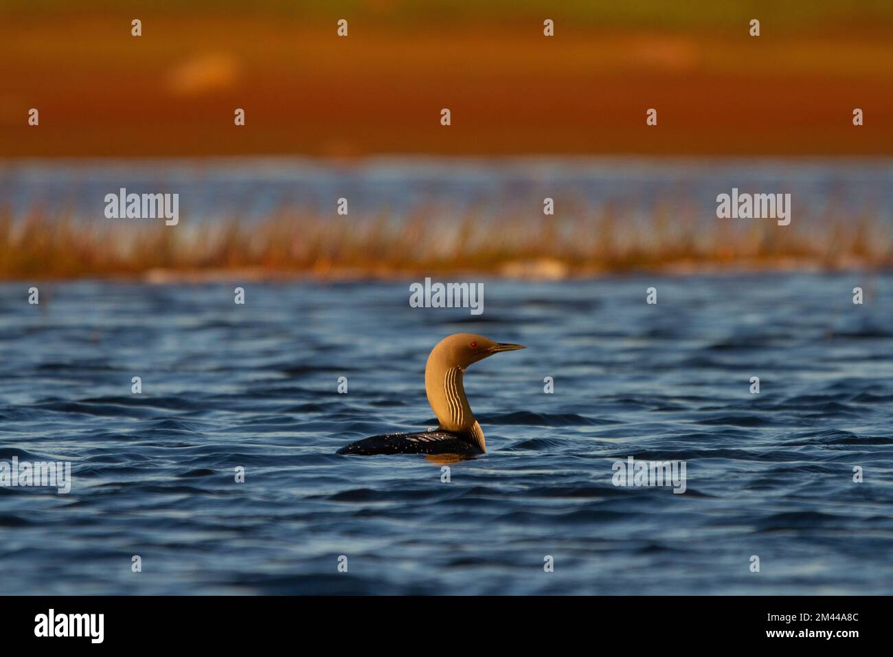 An adult Pacific Loon or Pacific Diver swimming around in an arctic ...
