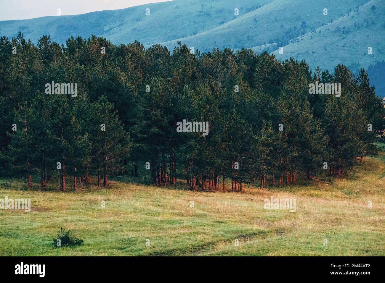 Aerial pinewood view hi-res stock photography and images - Alamy