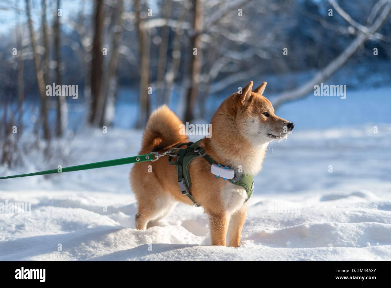 Shiba Inu dog equipped with harness, leash and GPS tracker stands in ...
