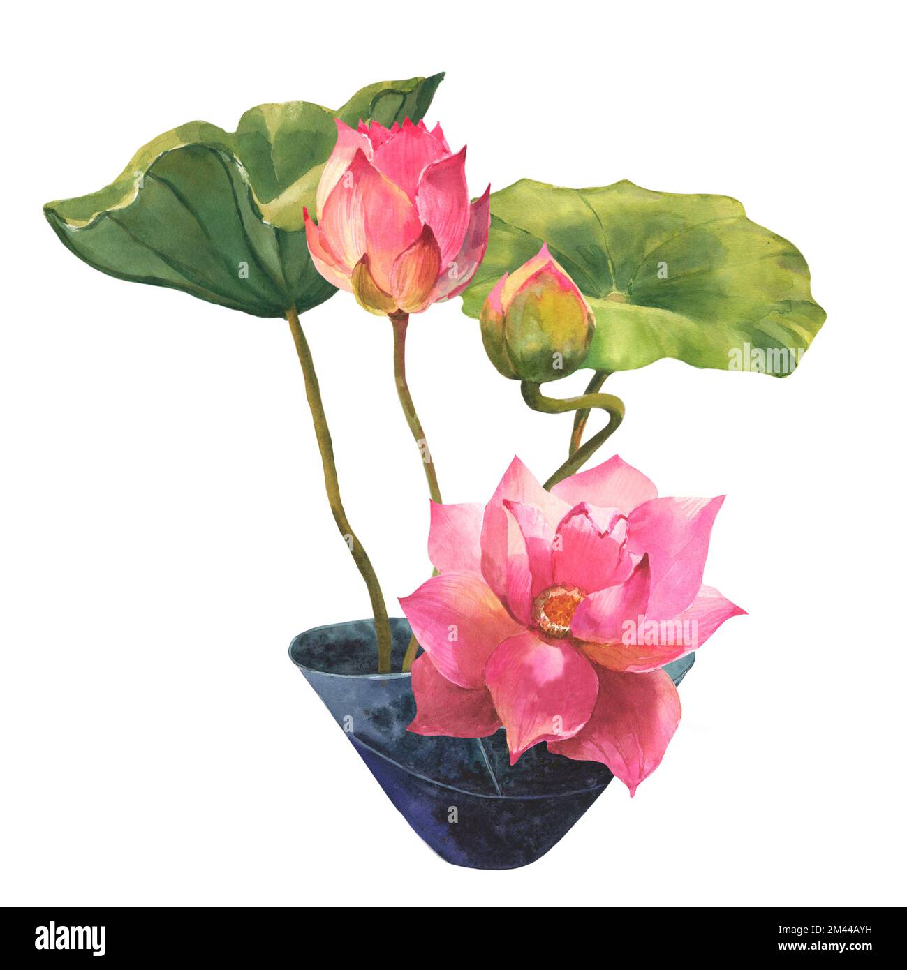 Blooming lotus with leaves in a pot, indoor plant, deco in the interior ...