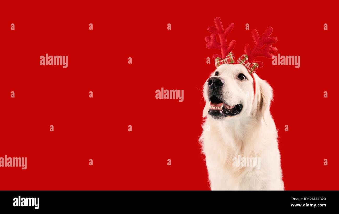 Cute labrador dog wearing funny red deer horns sitting isolated on red ...