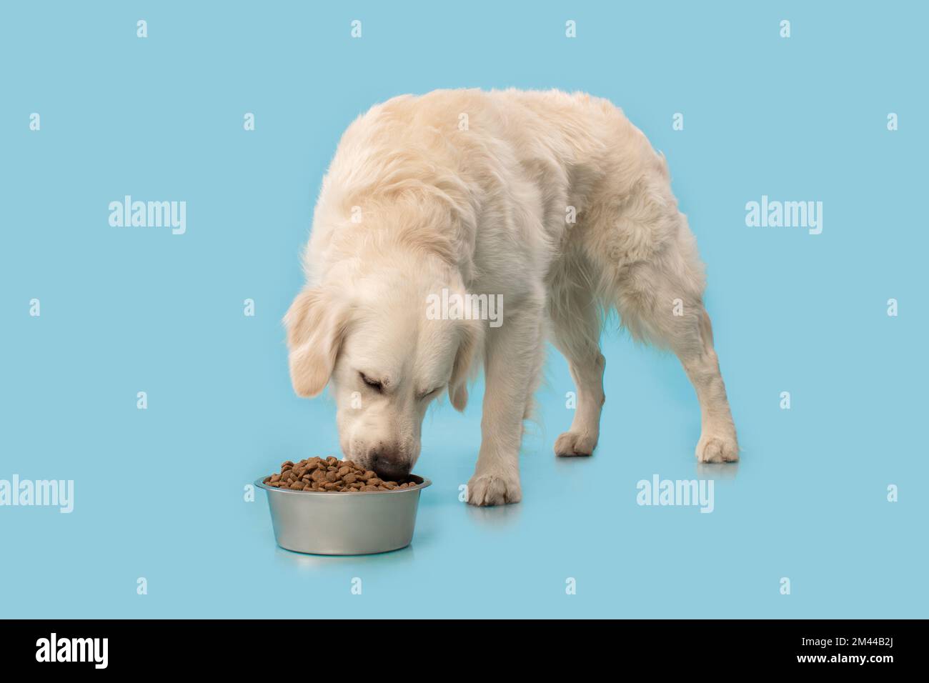 Golden retriever dog eating dry food from bowl isolated over blue ...