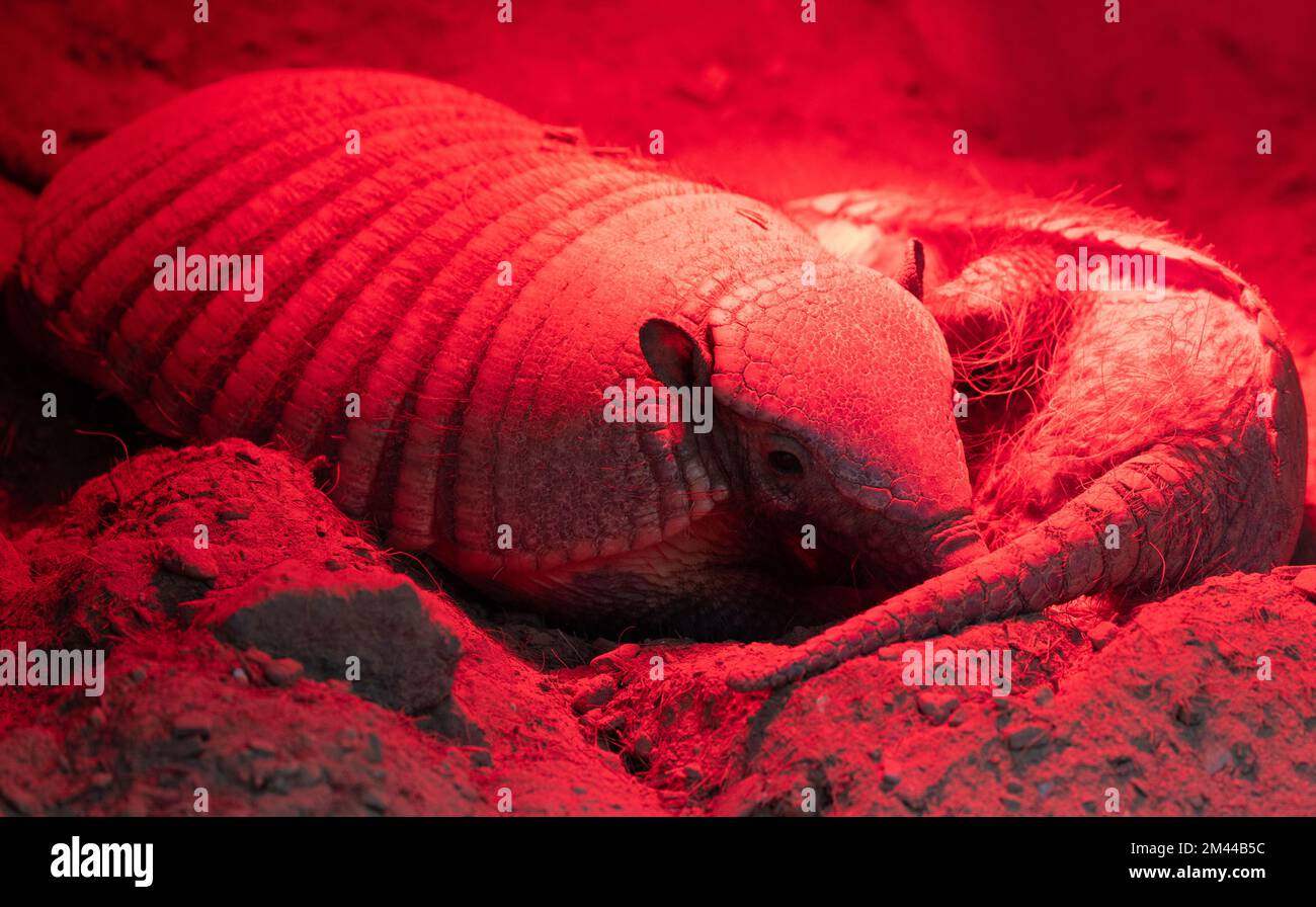 Armadillo conservation hi-res stock photography and images - Alamy