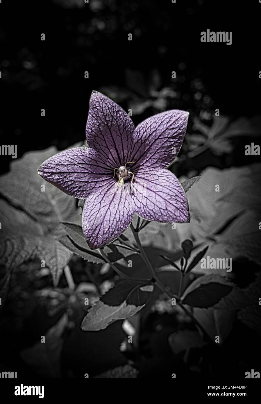A shallow focus shot of a blossomed wide bell flower on a black and ...